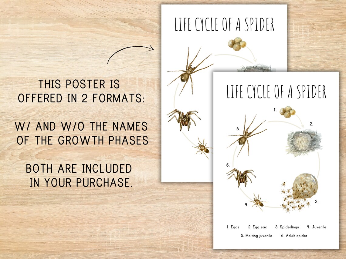 Life Cycle of a Spider Homeschool Printable Montessori Resource Life ...