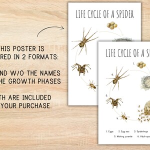 Life Cycle of a Spider Homeschool Printable Montessori Resource Life ...