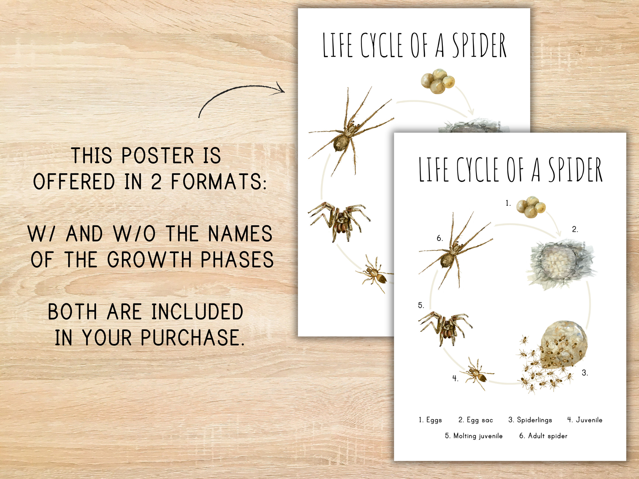 Life Cycle of a Spider Homeschool Printable Montessori Resource Life ...