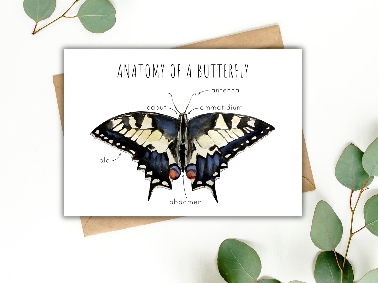 Anatomy of a Butterfly Homeschool Printable Montessori Resource Anatomy ...