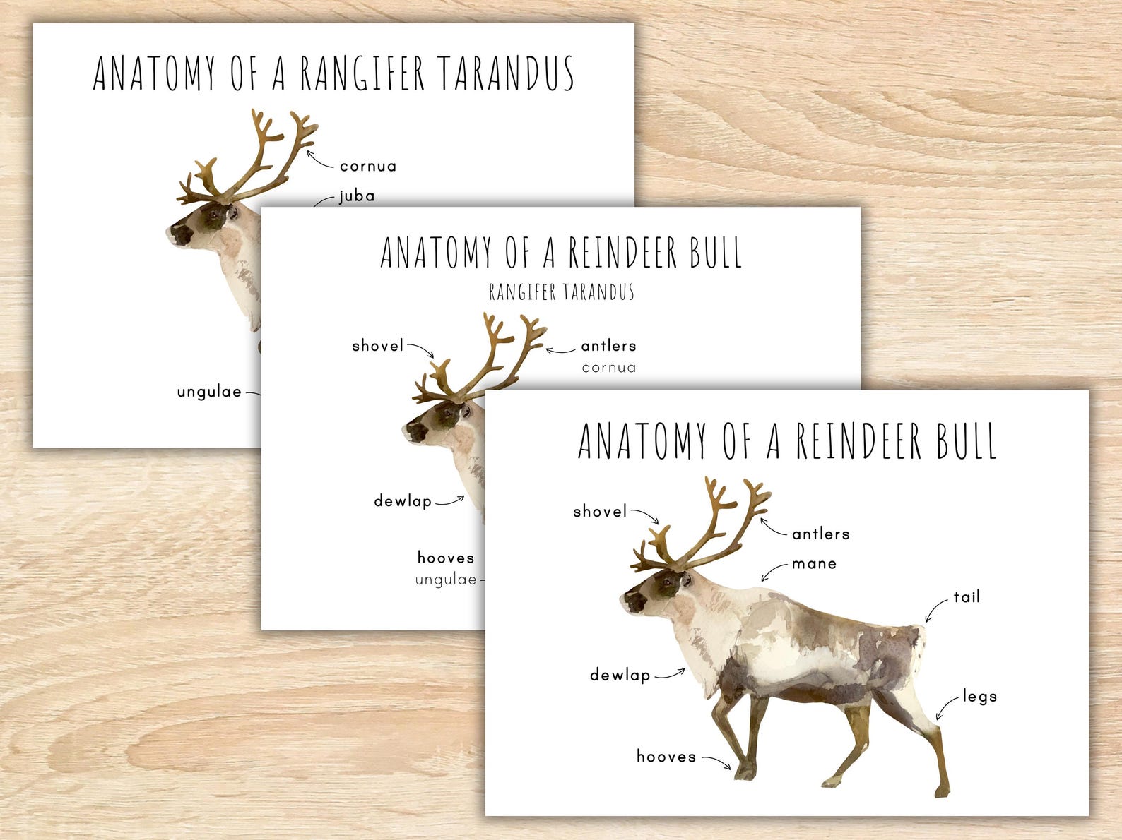 Anatomy of a Reindeer Homeschool Printable Montessori Resource Anatomy ...