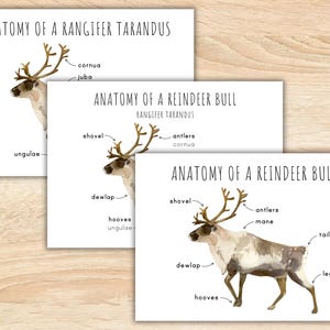 Anatomy of a Reindeer Homeschool Printable Montessori Resource Anatomy ...
