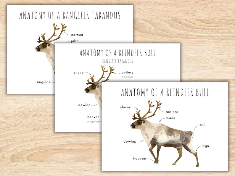 Anatomy of a Reindeer Homeschool Printable Montessori Resource Anatomy ...