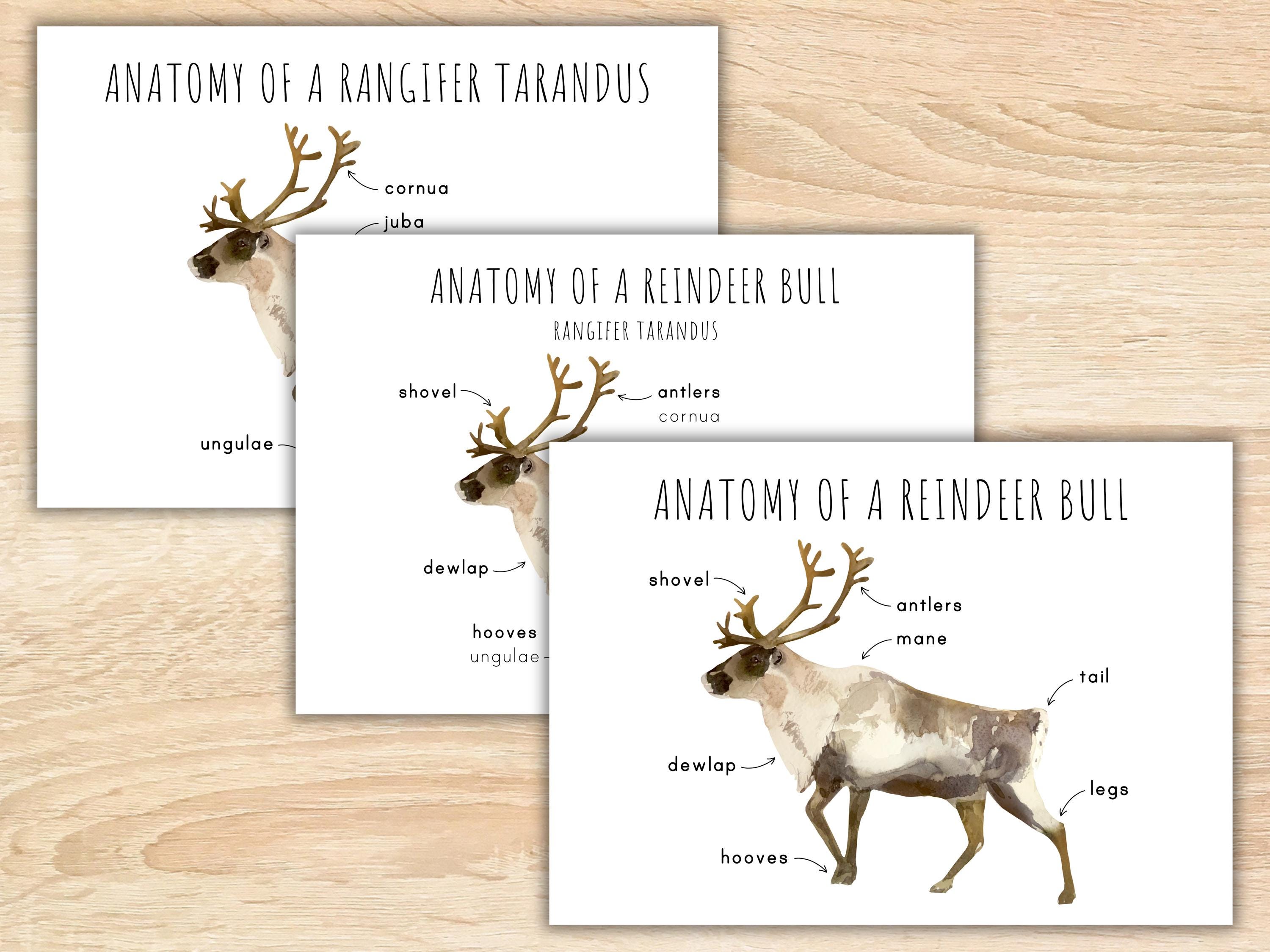 Anatomy of a Reindeer Homeschool Printable Montessori Resource Anatomy ...