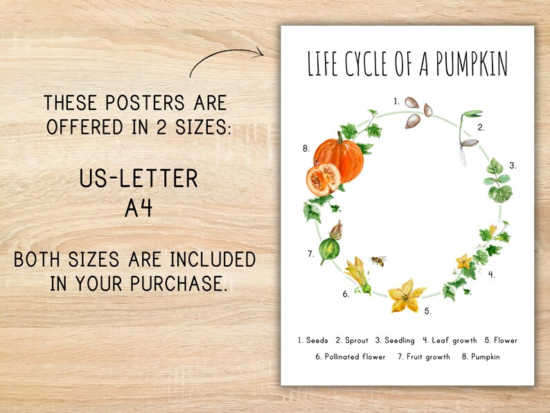 Life Cycle of a Pumpkin Homeschool Printable Montessori Resource Life ...