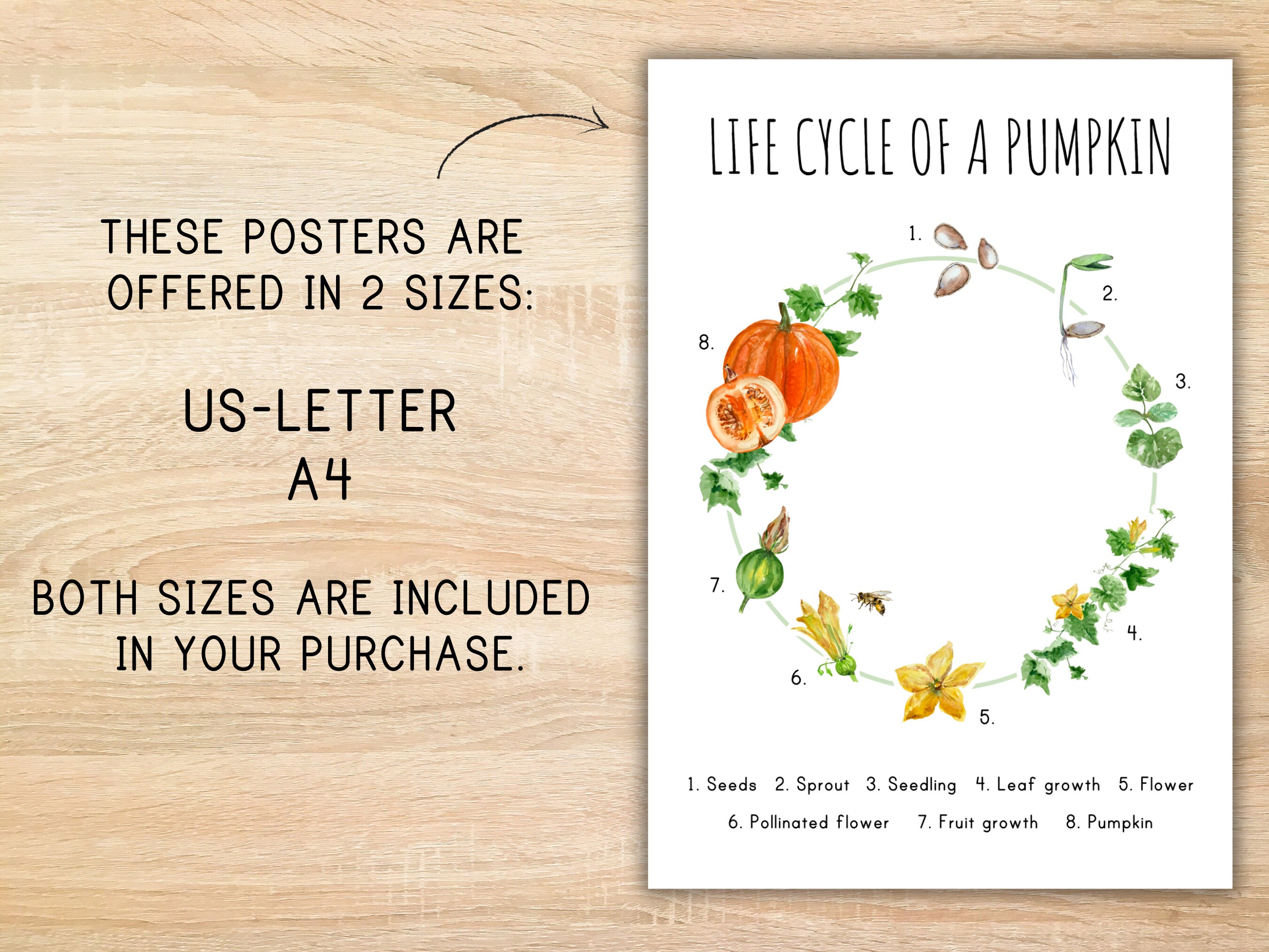 Life Cycle of a Pumpkin Homeschool Printable Montessori Resource Life ...