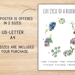 Life Cycle of a Blueberry Homeschool Printable Montessori Resource Life ...