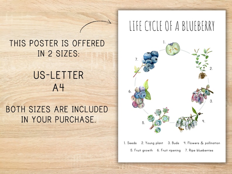 Life Cycle of a Blueberry Homeschool Printable Montessori Resource Life ...