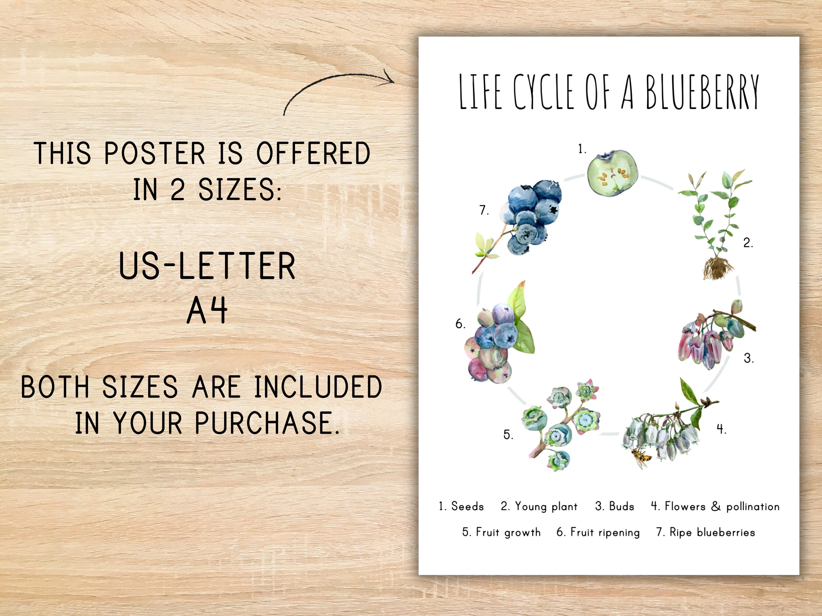 Life Cycle of a Blueberry Homeschool Printable Montessori Resource Life ...