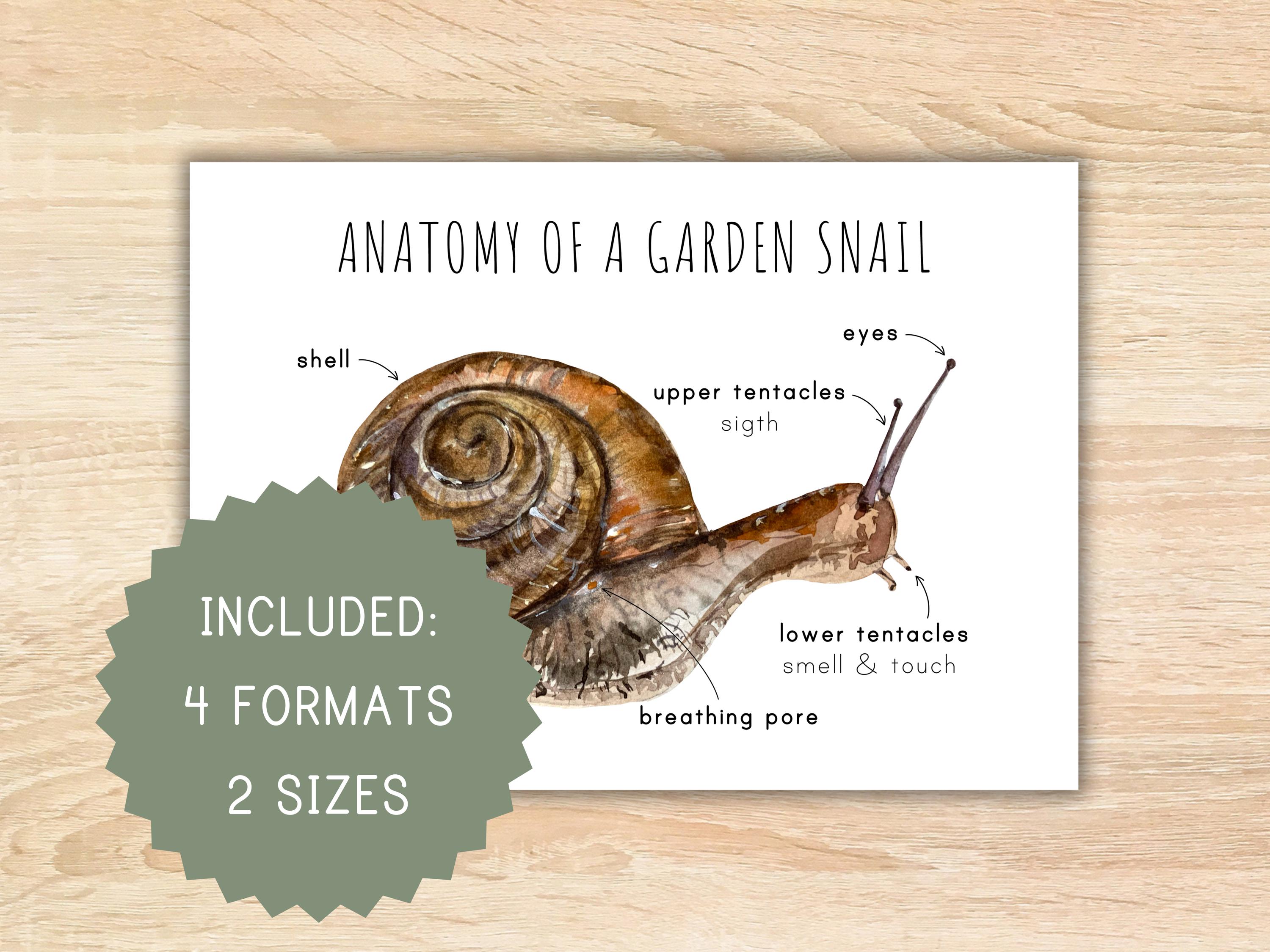 Anatomy of a Snail Homeschool Printable Snail Montessori Resource Snail ...