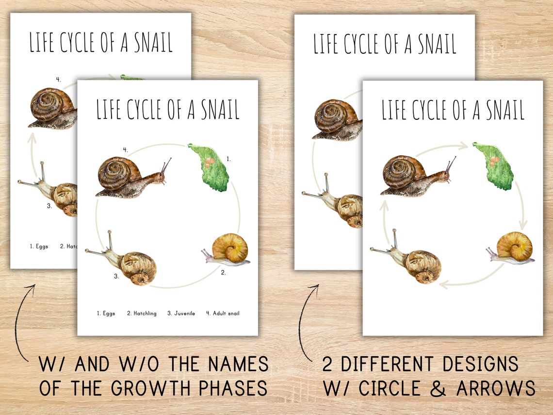 Life Cycle of a Snail Homeschool Printable Montessori Resource Life ...
