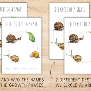 Life Cycle of a Snail Homeschool Printable Montessori Resource Life ...