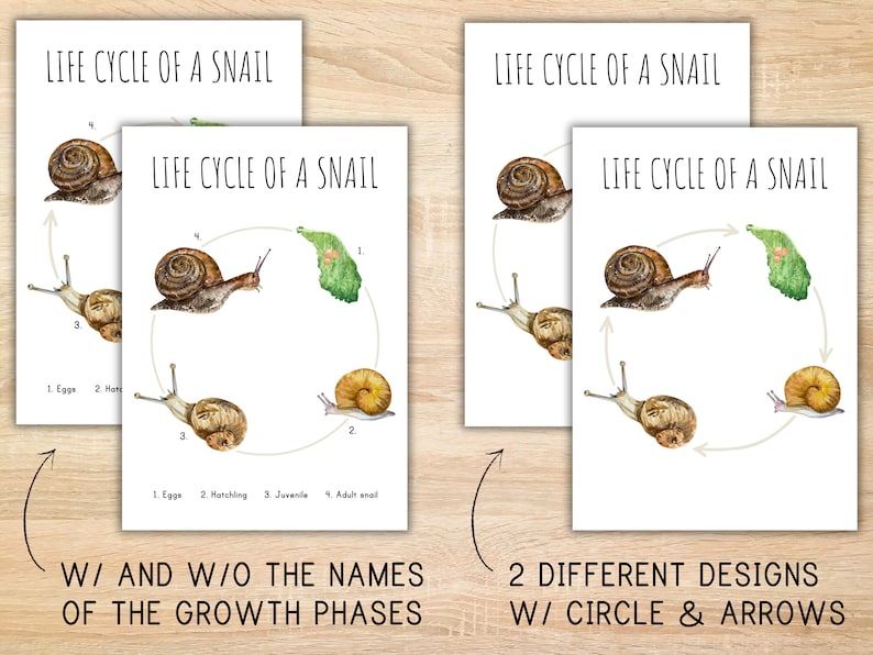 Life Cycle of a Snail Homeschool Printable Montessori Resource Life ...