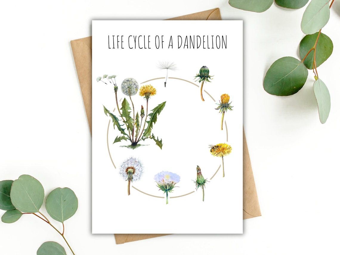 Life Cycle of a Dandelion Homeschool Printable Montessori Resource Life ...