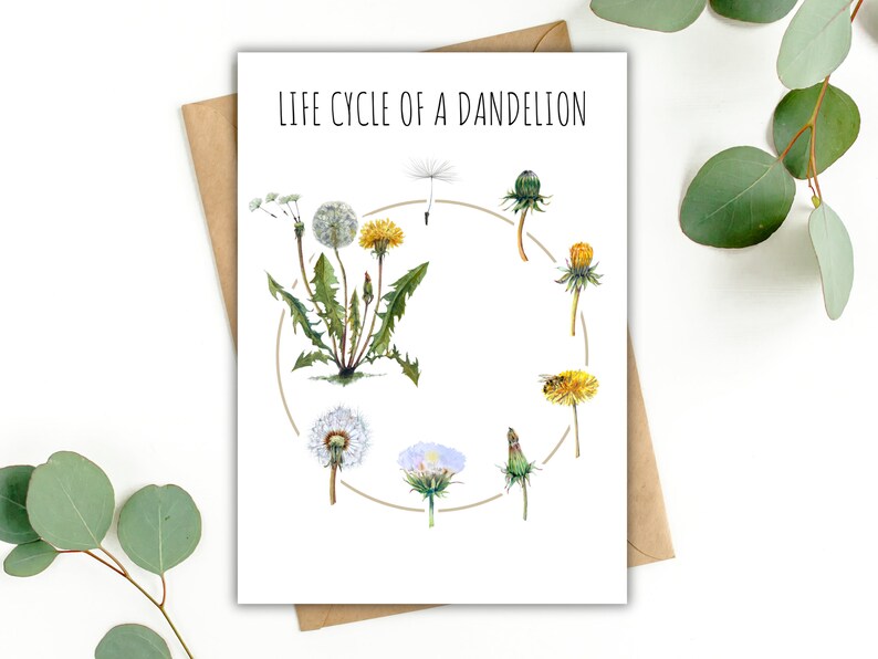 Life Cycle of a Dandelion Homeschool Printable Montessori Resource Life ...