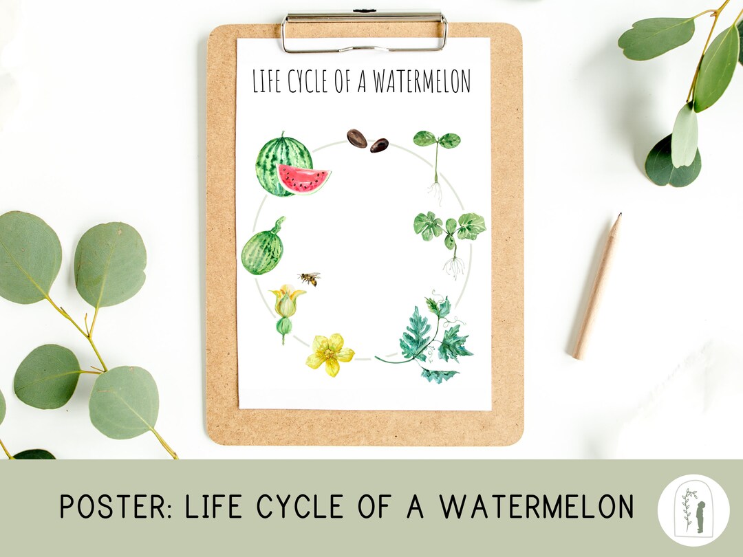 Life Cycle of a Watermelon Homeschool Printable Montessori - Etsy