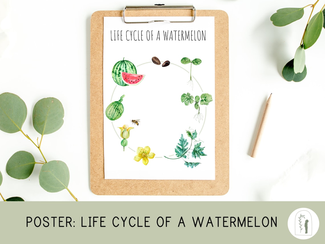 Life Cycle of a Watermelon Homeschool Printable Montessori - Etsy