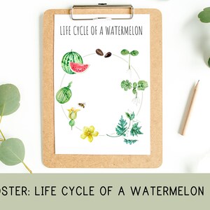 Life Cycle of a Watermelon Homeschool Printable Montessori - Etsy