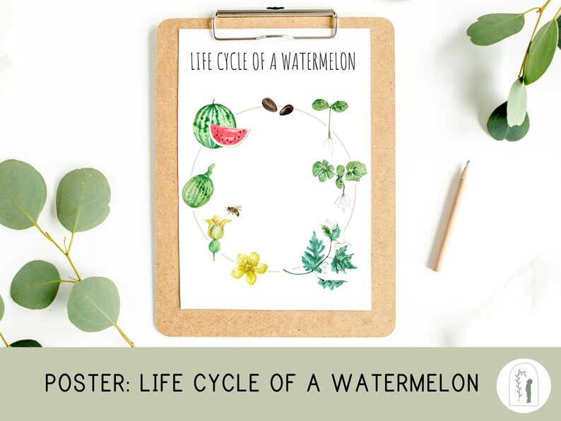 Life Cycle of a Watermelon Homeschool Printable Montessori - Etsy