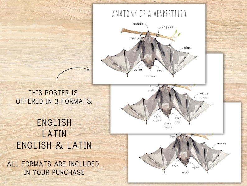 Bat Anatomy of a Bat Homeschool Printable Montessori Resource Anatomy ...