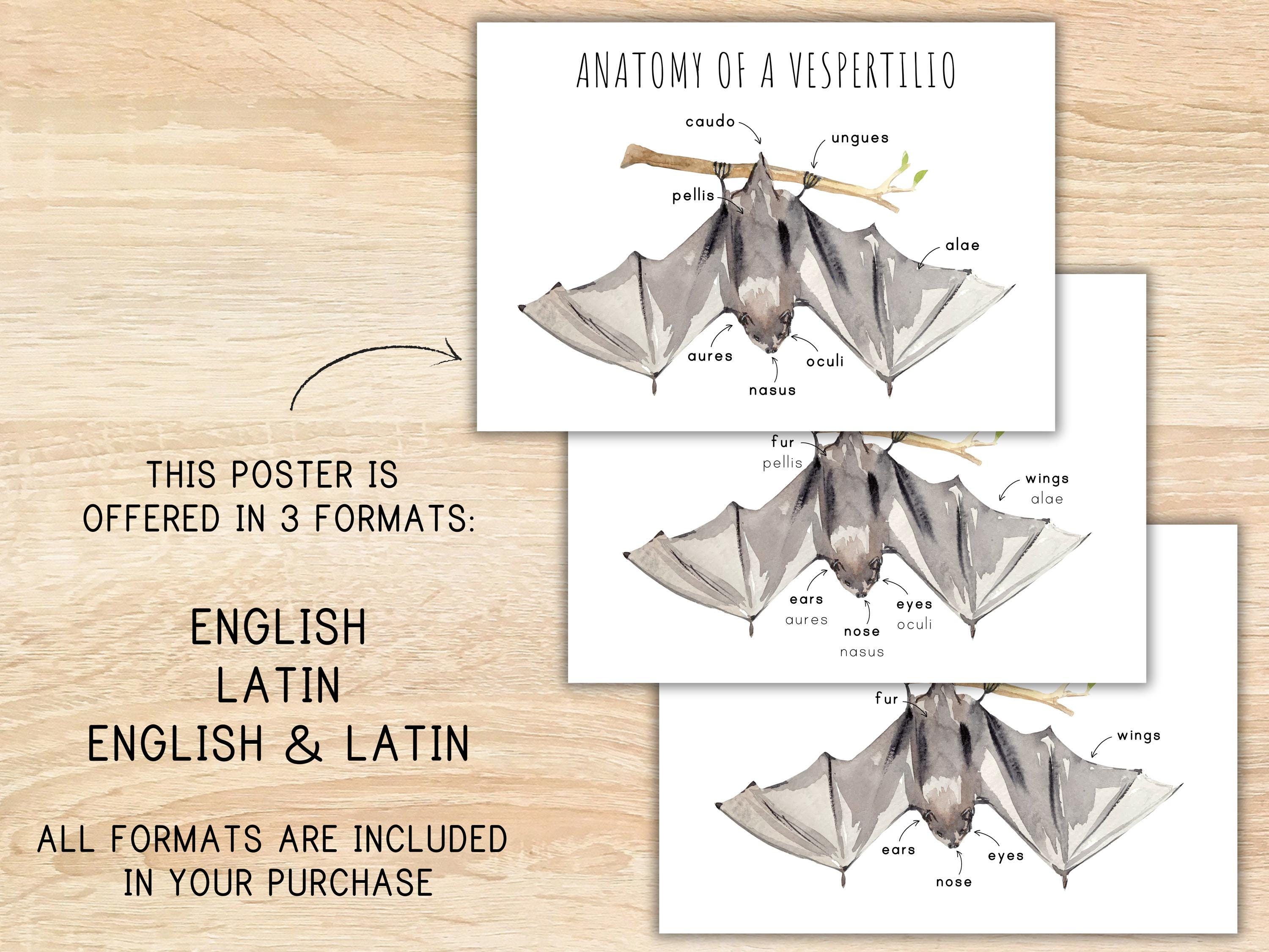Bat Anatomy of a Bat Homeschool Printable Montessori Resource Anatomy ...