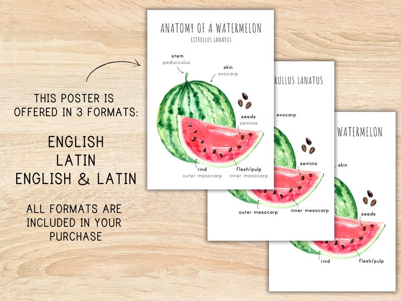 Anatomy of a Watermelon Homeschool Printable Montessori Resource ...