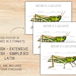Anatomy of a Grasshopper Homeschool Printable Montessori Resource ...