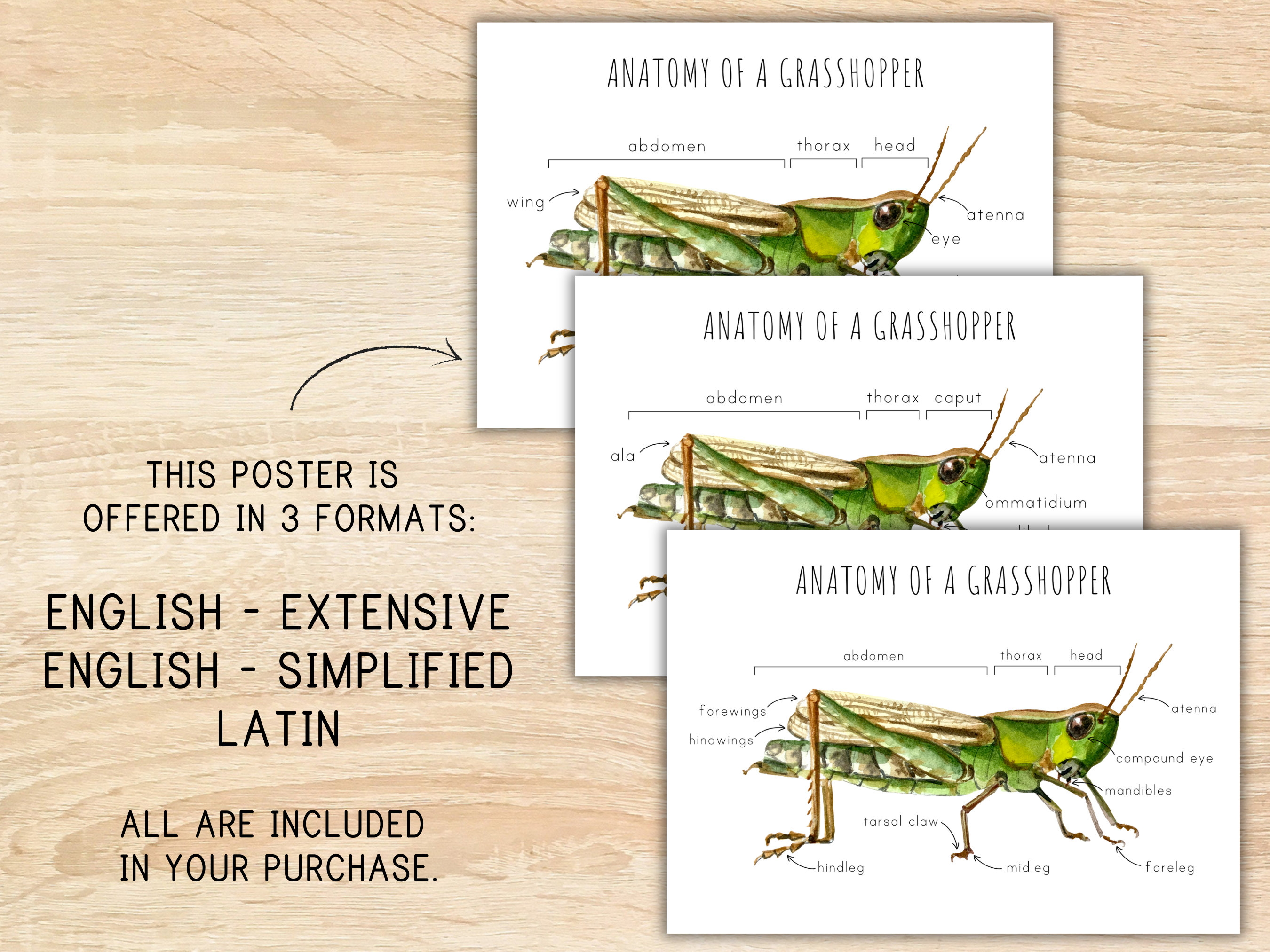 Anatomy of a Grasshopper Homeschool Printable Montessori Resource ...