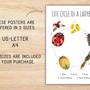 Life Cycle of a Ladybug Homeschool Printable Montessori Resource Life ...