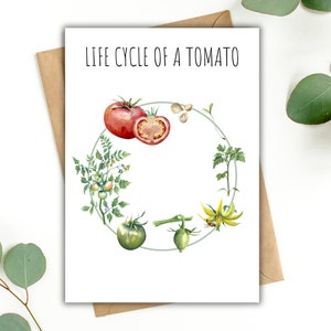 Life Cycle of a Tomato Homeschool Printable Montessori Resource Life ...