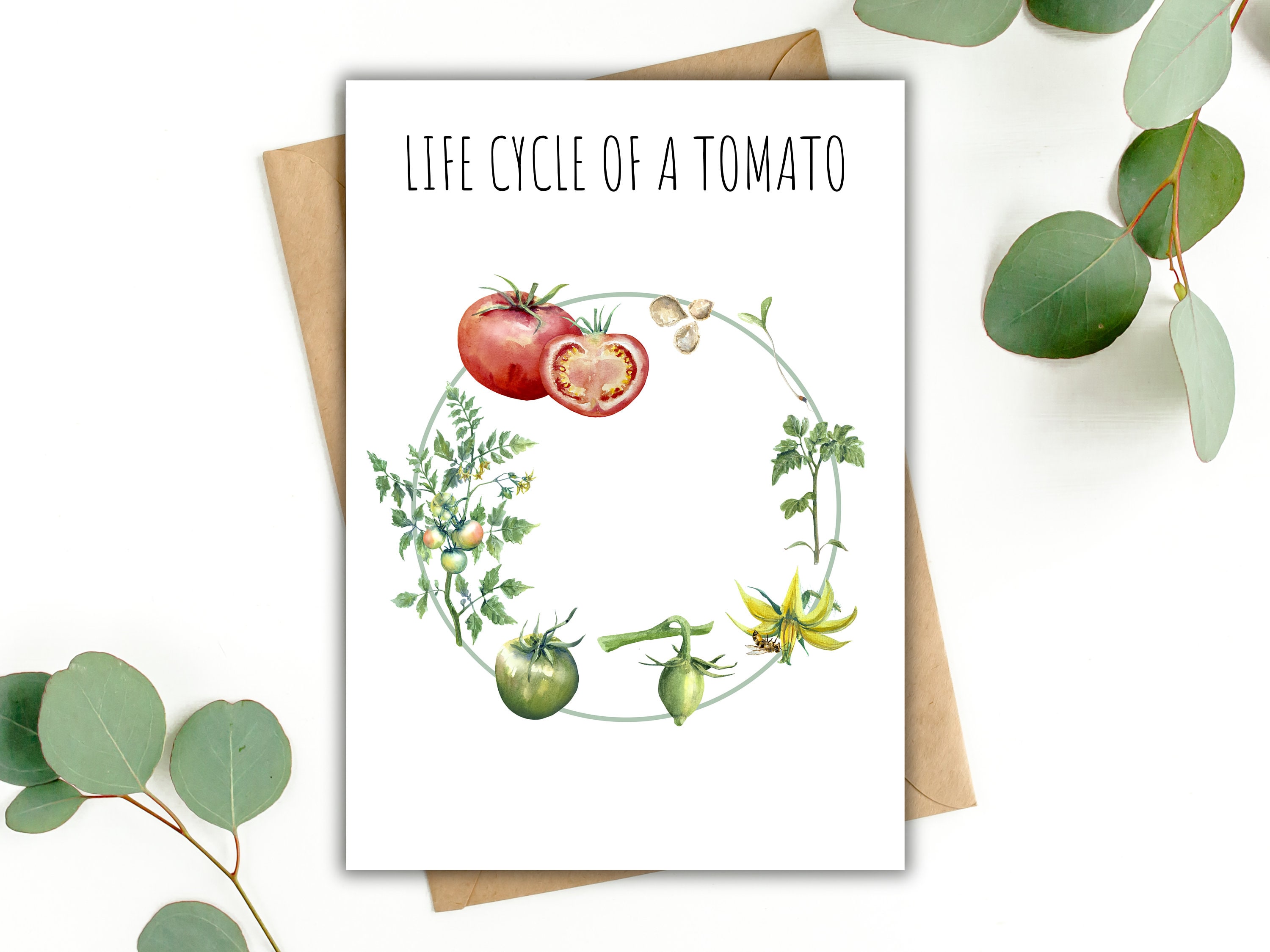 Life Cycle of a Tomato Homeschool Printable Montessori Resource Life ...