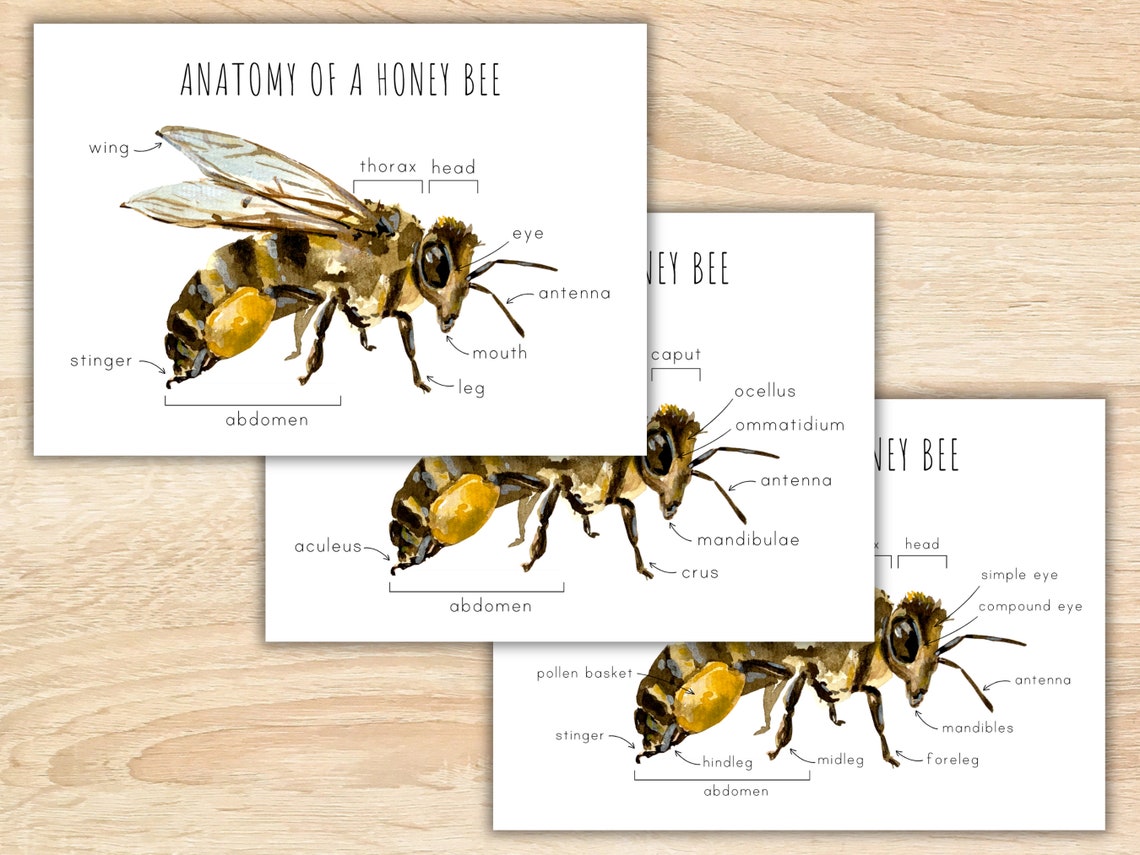 Anatomy of a Honey Bee Homeschool Printable Montessori Resource Anatomy ...