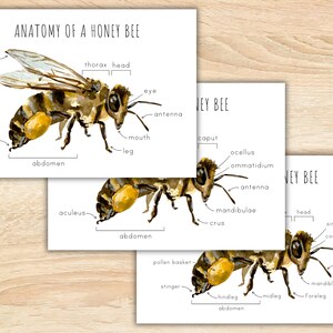 Anatomy of a Honey Bee Homeschool Printable Montessori Resource Anatomy ...