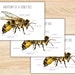 Anatomy of a Honey Bee Homeschool Printable Montessori Resource Anatomy ...