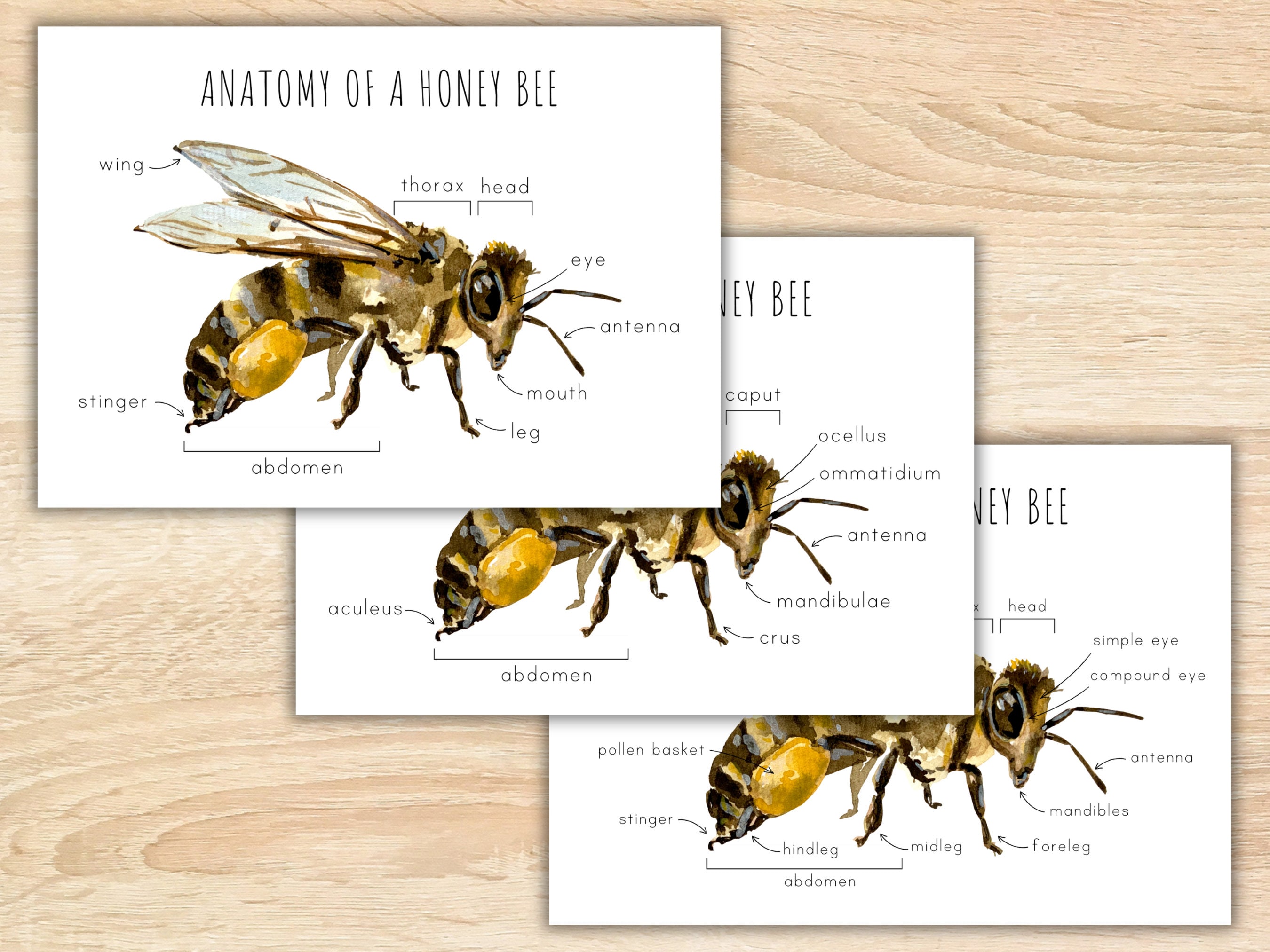 Anatomy of a Honey Bee Homeschool Printable Montessori Resource Anatomy ...