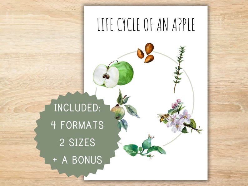 Life Cycle of a Green Apple Homeschool Printable Montessori Resource ...