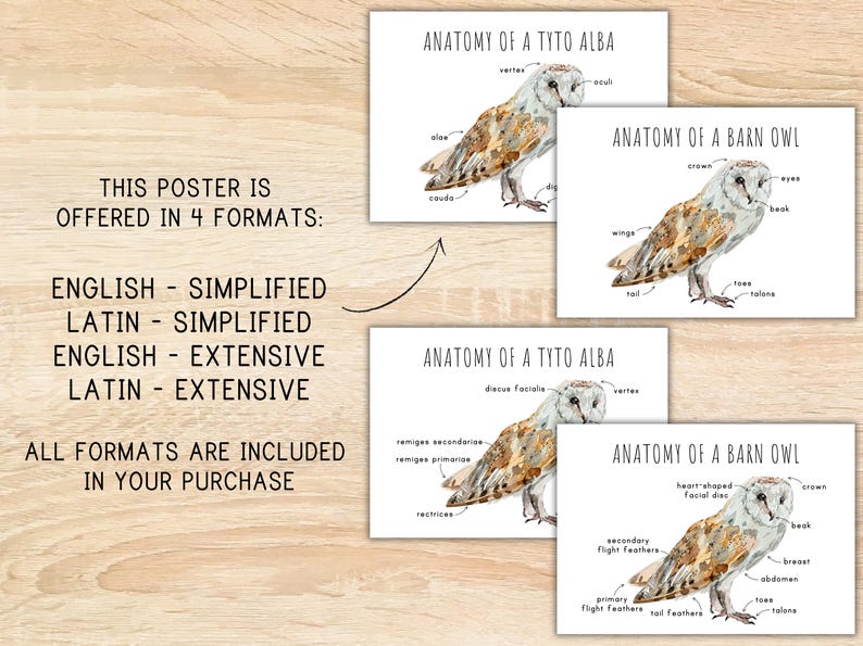 Owl Anatomy of an Owl Homeschool Printable Montessori Resource Anatomy ...