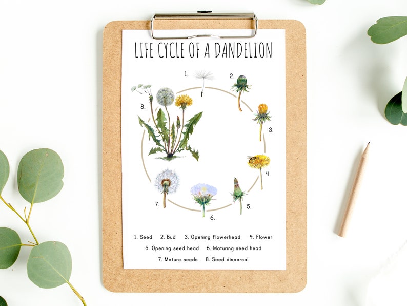 Life Cycle of a Dandelion Homeschool Printable Montessori Resource Life ...