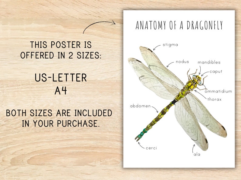 Anatomy of a Dragonfly Homeschool Printable Montessori Resource Anatomy ...