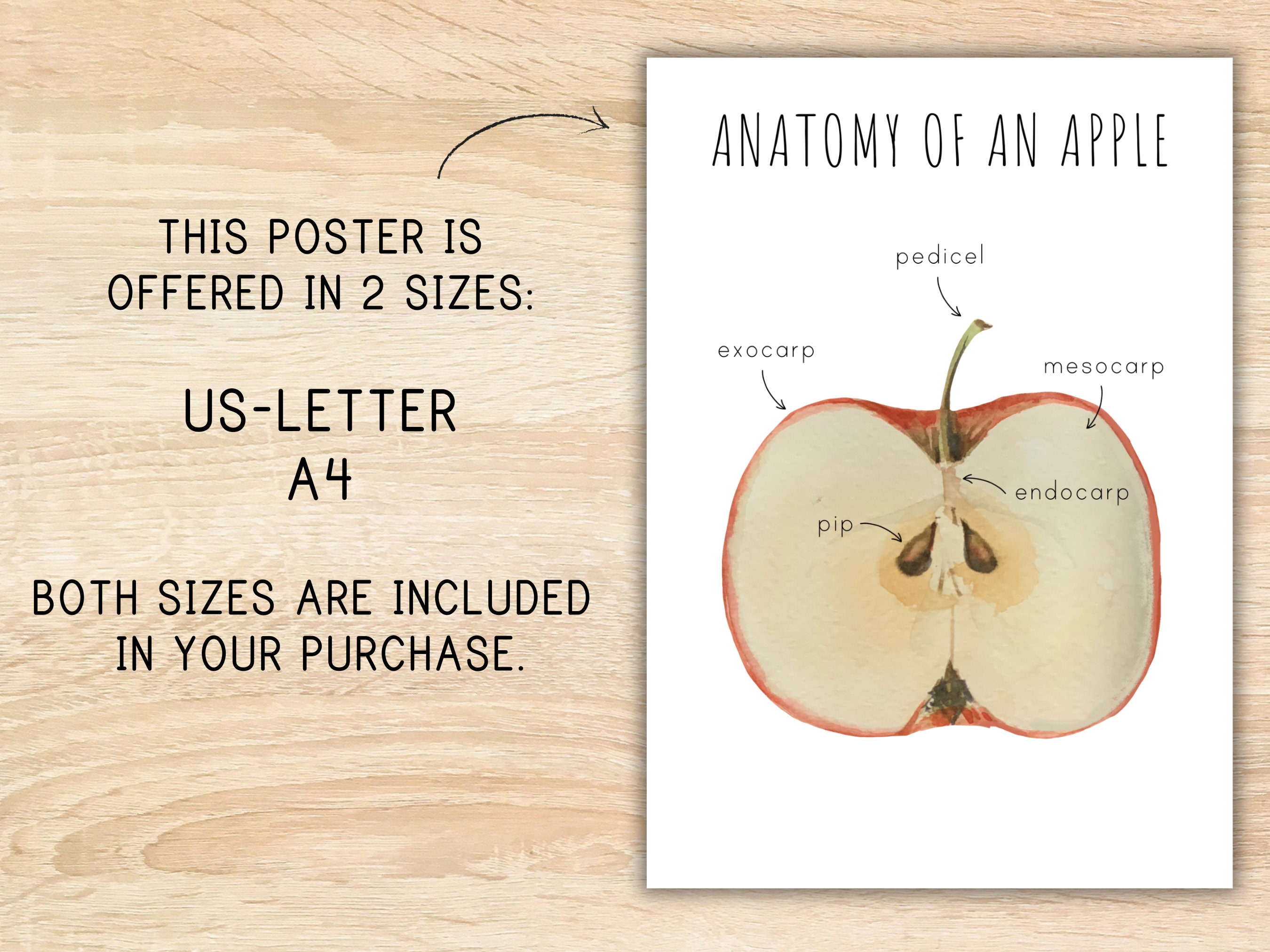 Anatomy of a Red Apple Homeschool Printable Montessori Resource Anatomy ...
