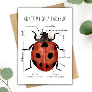 Anatomy of a Ladybug Homeschool Printable Montessori Resource Anatomy ...