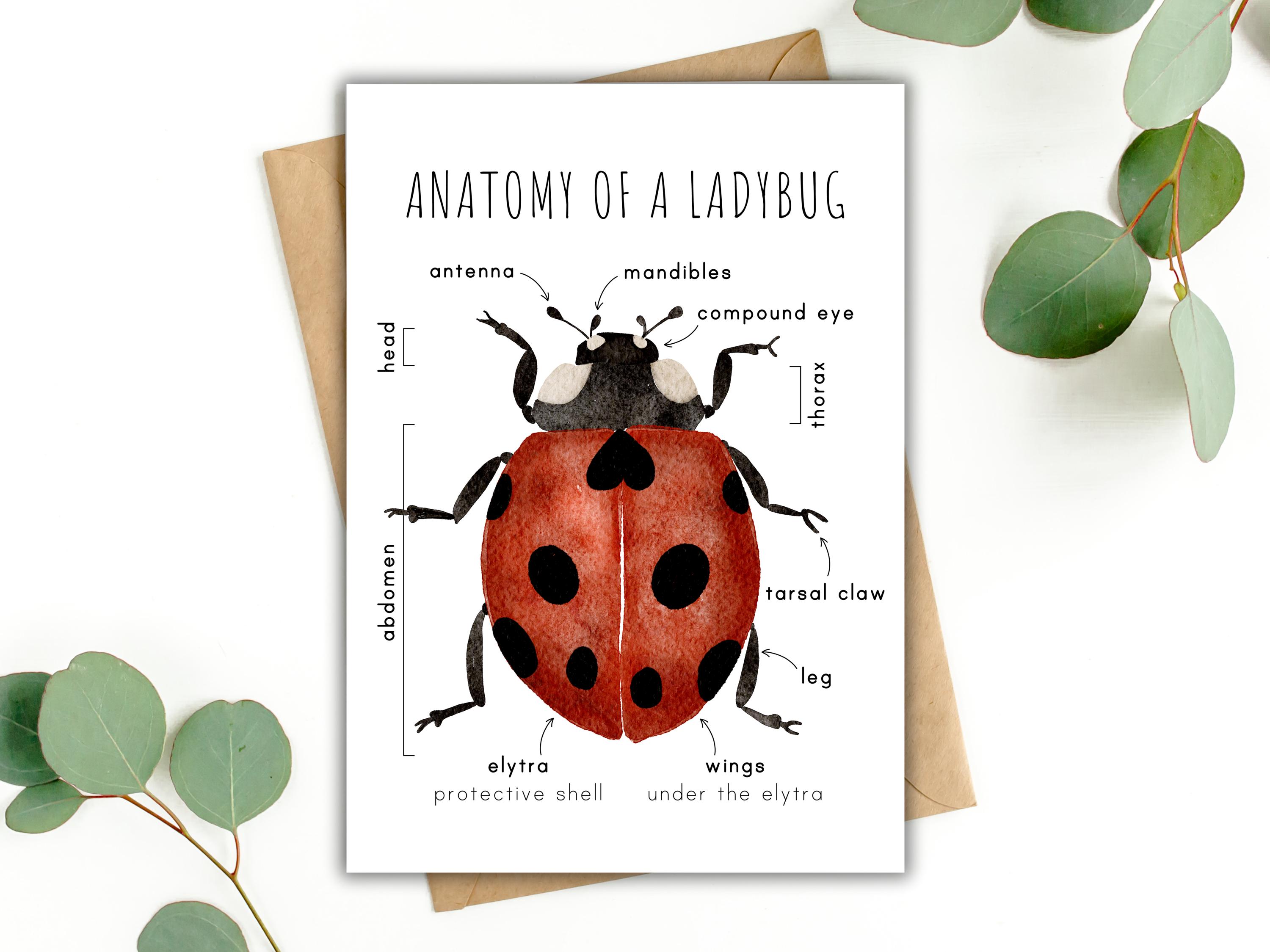 Anatomy of a Ladybug Homeschool Printable Montessori Resource Anatomy ...