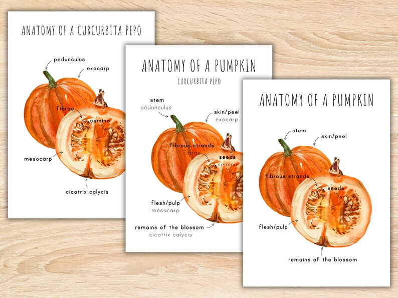 Anatomy of a Pumpkin Homeschool Printable Montessori Resource Anatomy ...