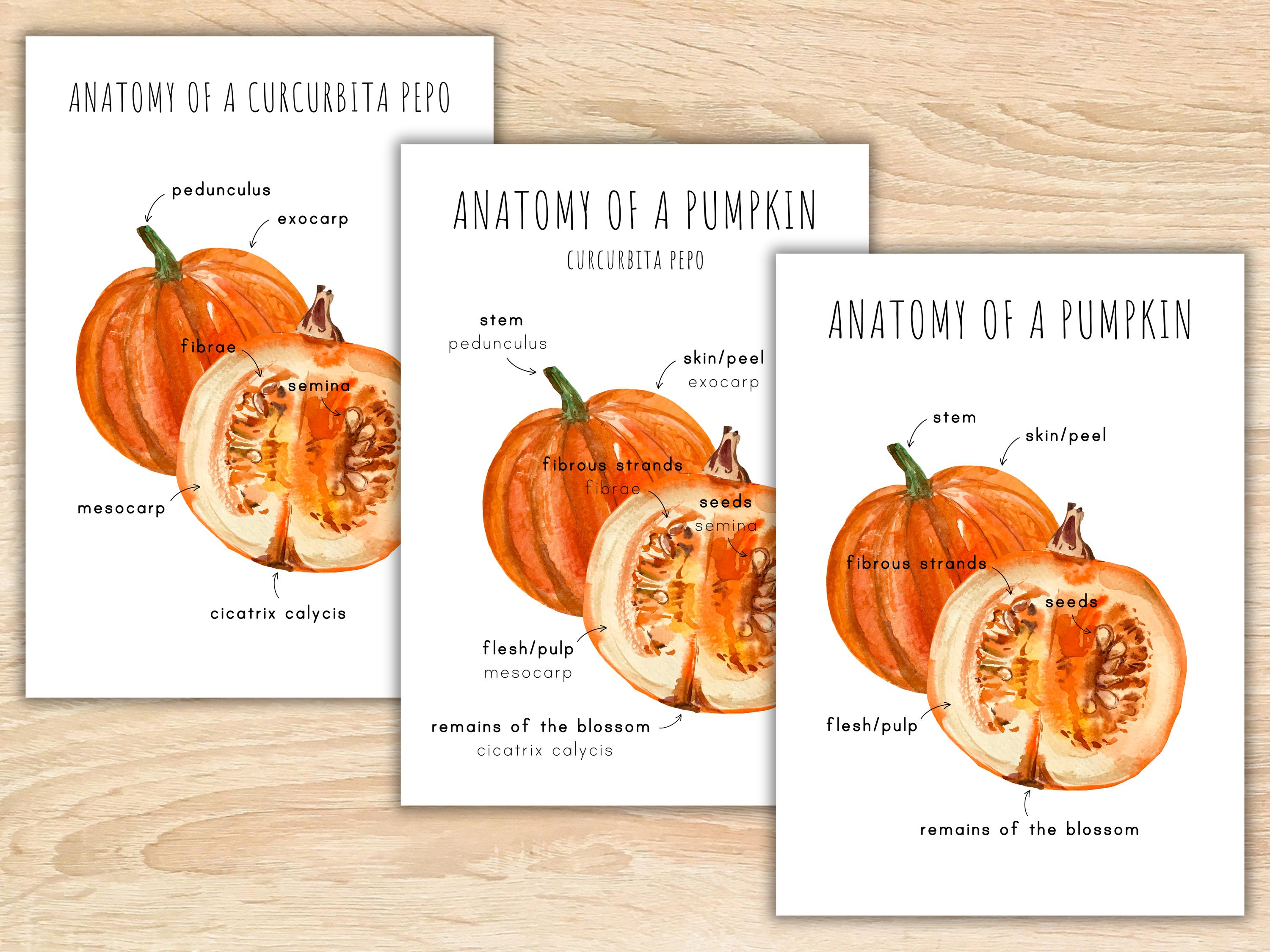Anatomy of a Pumpkin Homeschool Printable Montessori Resource Anatomy ...