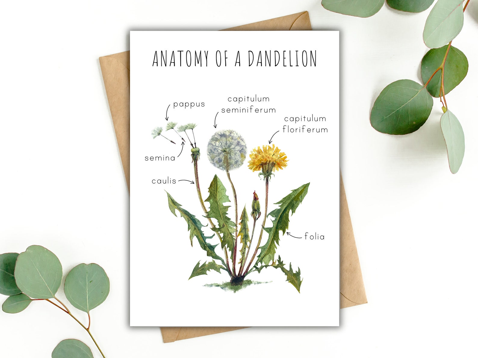 Anatomy of a Dandelion Homeschool Printable Montessori Resource Anatomy ...