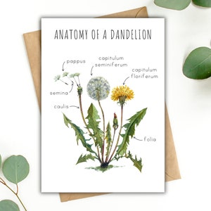 Anatomy of a Dandelion Homeschool Printable Montessori Resource Anatomy ...