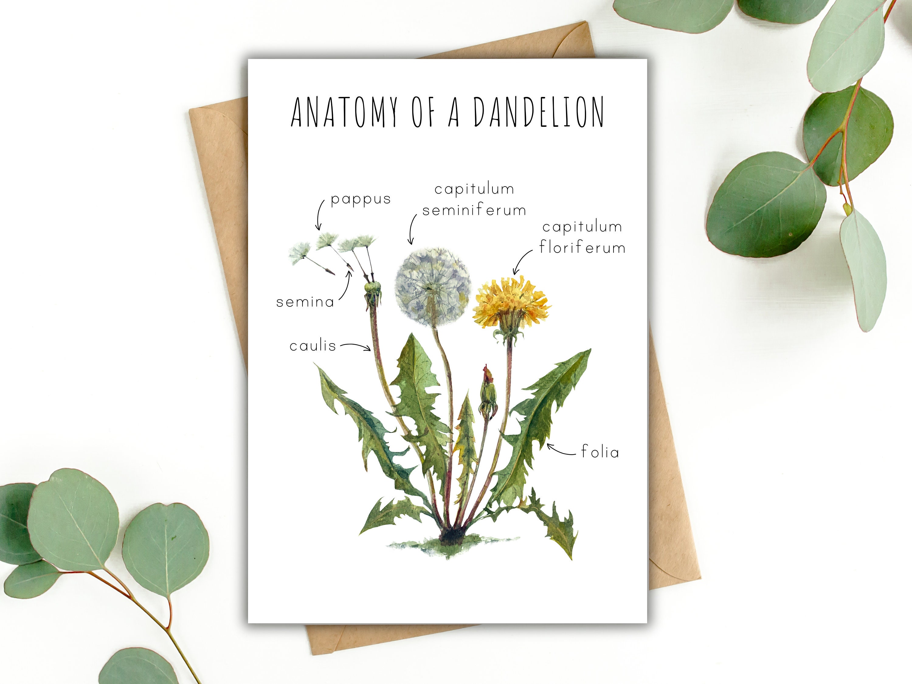 Anatomy of a Dandelion Homeschool Printable Montessori Resource Anatomy ...