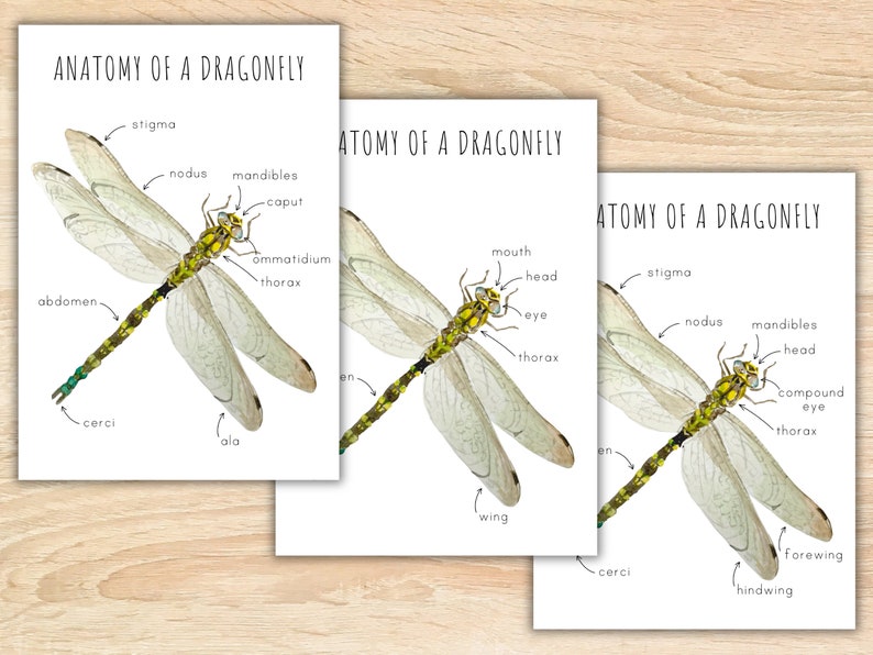 Anatomy of a Dragonfly Homeschool Printable Montessori Resource Anatomy ...