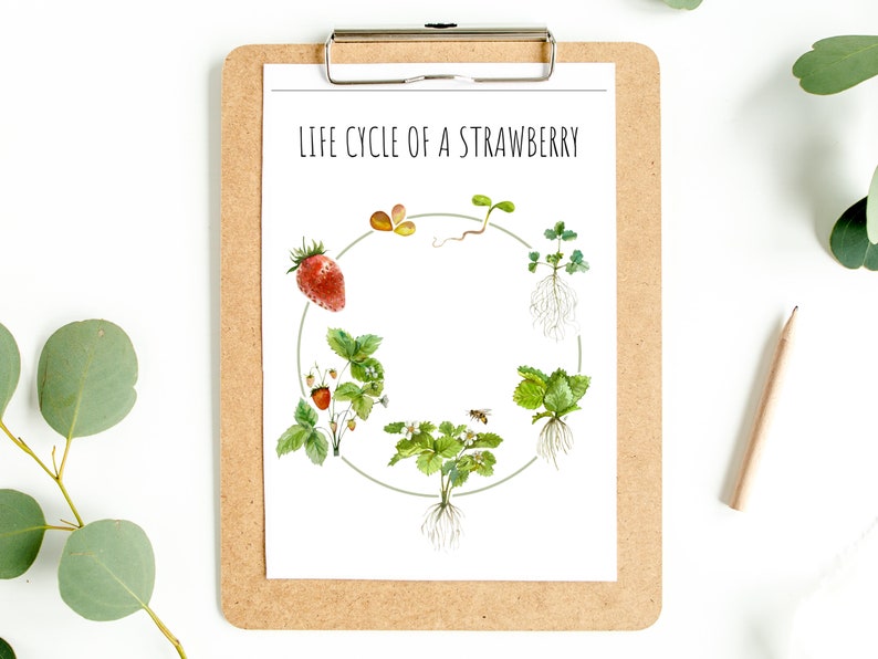 Life Cycle of a Strawberry Homeschool Printable Montessori Resource ...