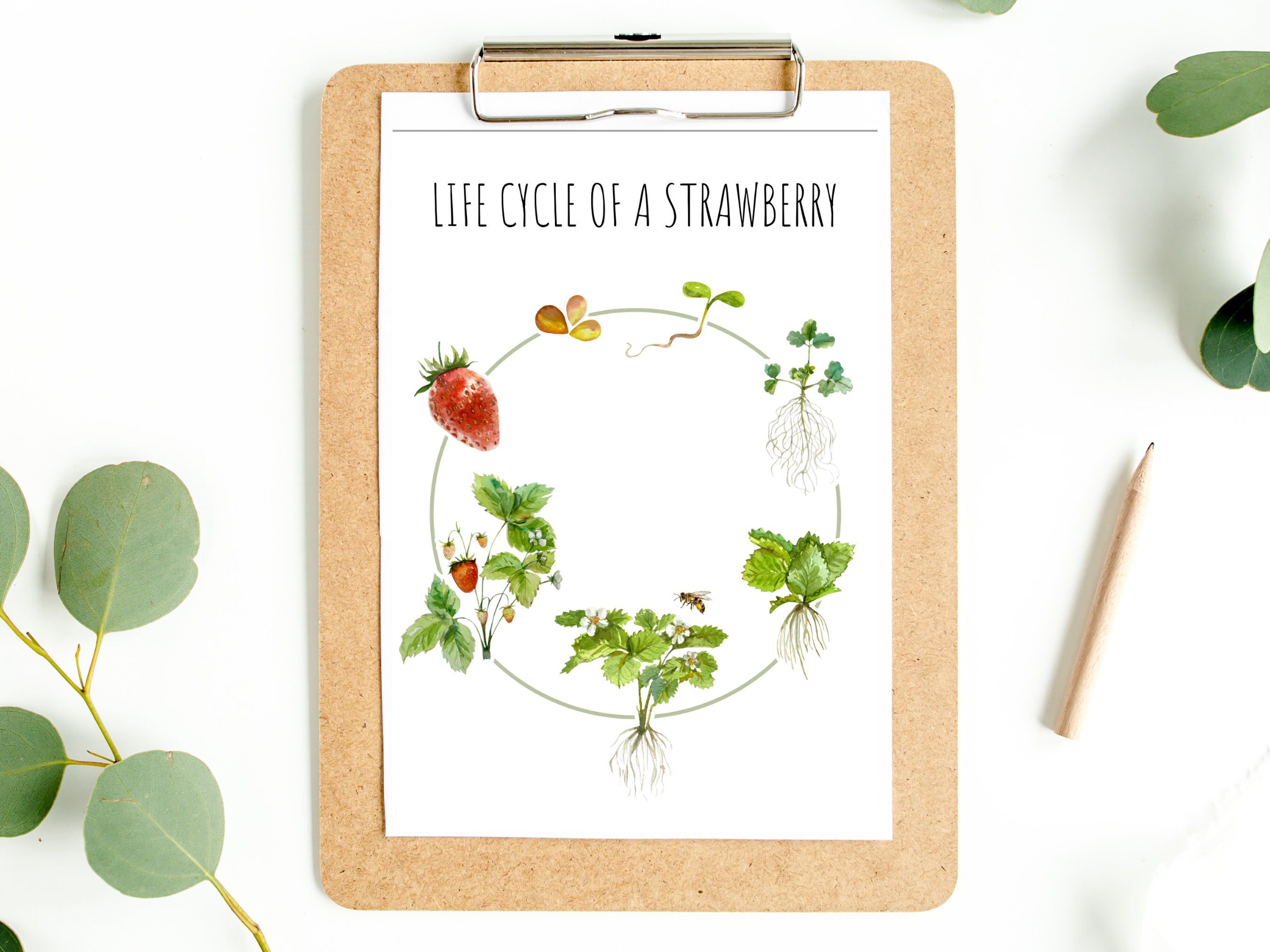 Life Cycle of a Strawberry Homeschool Printable Montessori Resource ...